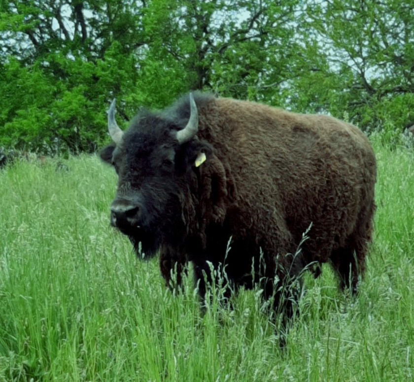 Boss Bison Ranch Features Native American Pow Wow | Gypsy Road Trip