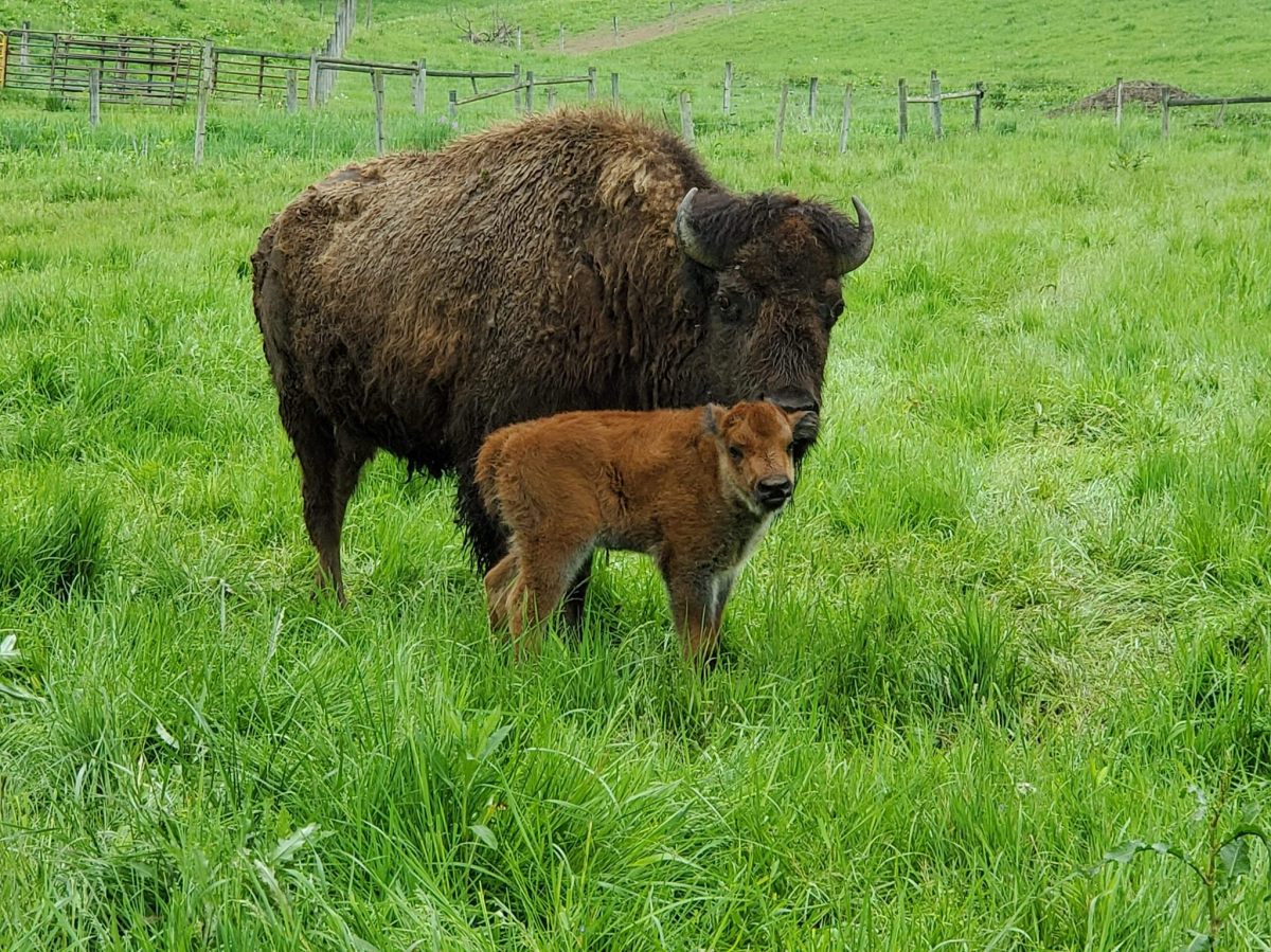 Boss Bison Ranch Features Native American Pow Wow | Gypsy Road Trip